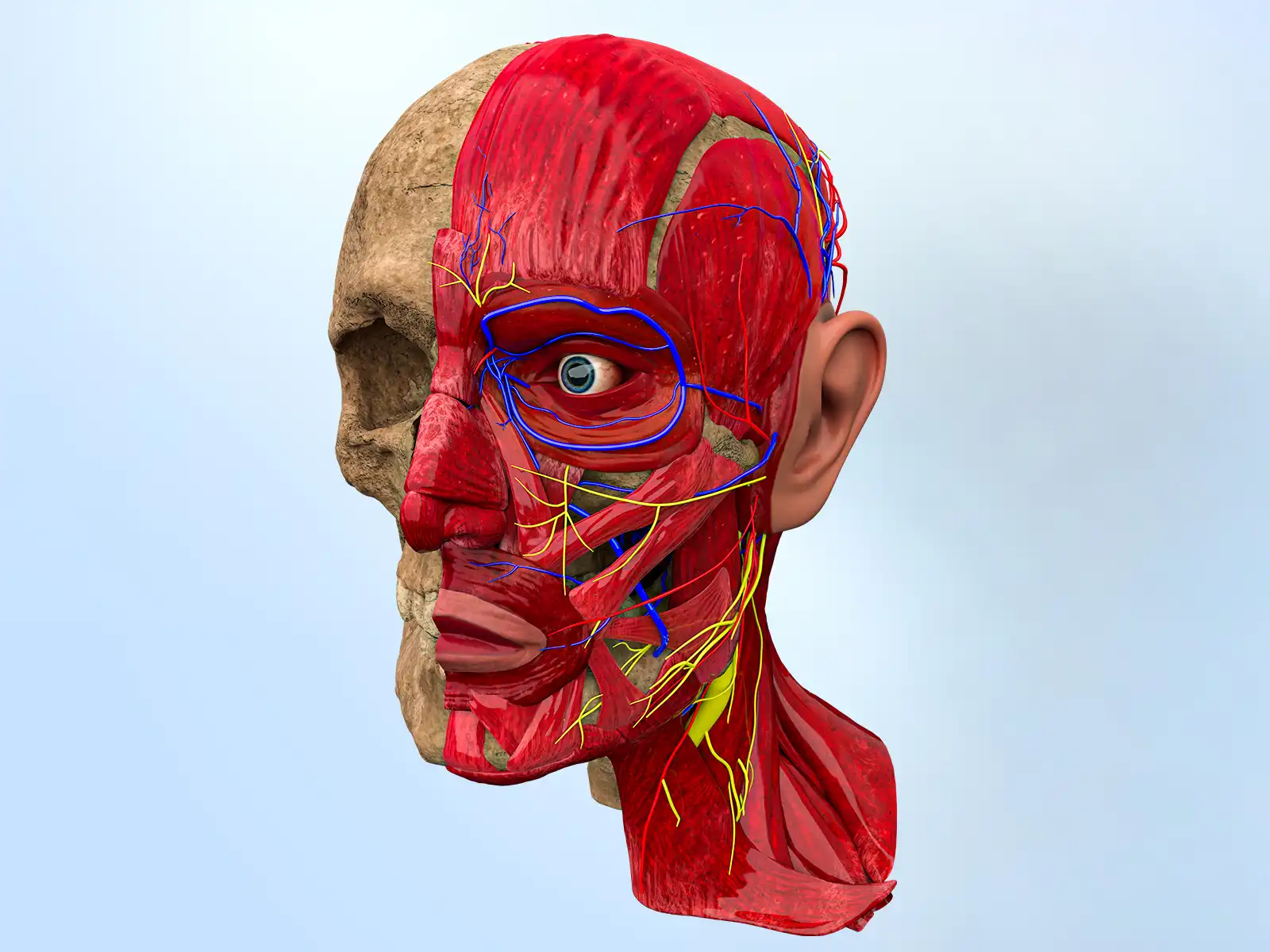 Skull & Muscle 3D Model - Anatomical GLB, FBX, OBJ, Maya Download