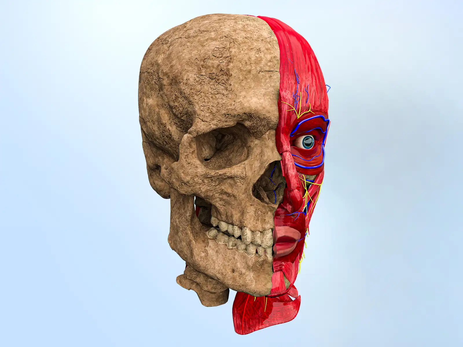 Skull & Muscle 3D Model - Anatomical GLB, FBX, OBJ, Maya Download