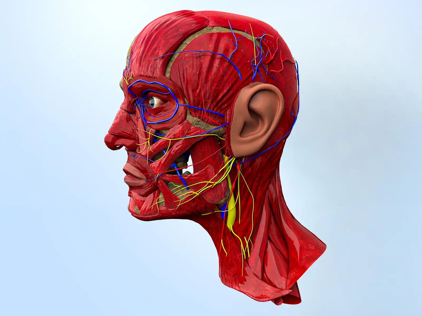 Skull & Muscle 3D Model - Anatomical GLB, FBX, OBJ, Maya Download